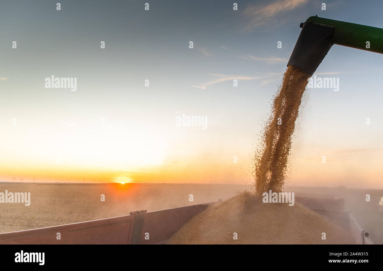 Pouring corn grain into tractor trailer after harvest at field Stock ...