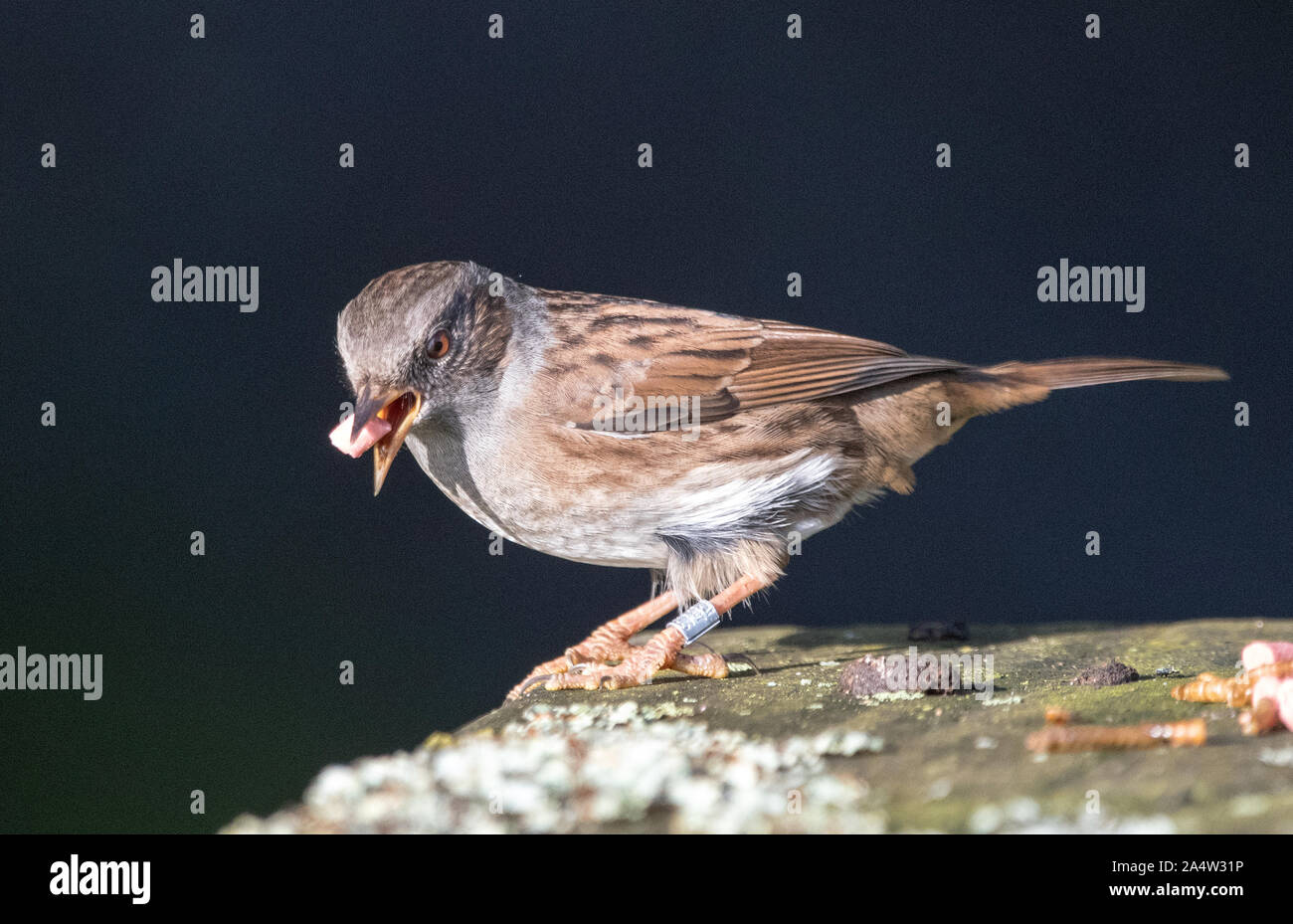 Dunnock (Prunella modularis Stock Photo - Alamy