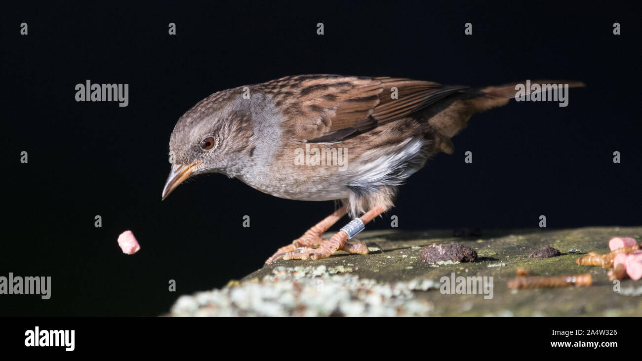 Dunnock (Prunella modularis Stock Photo - Alamy