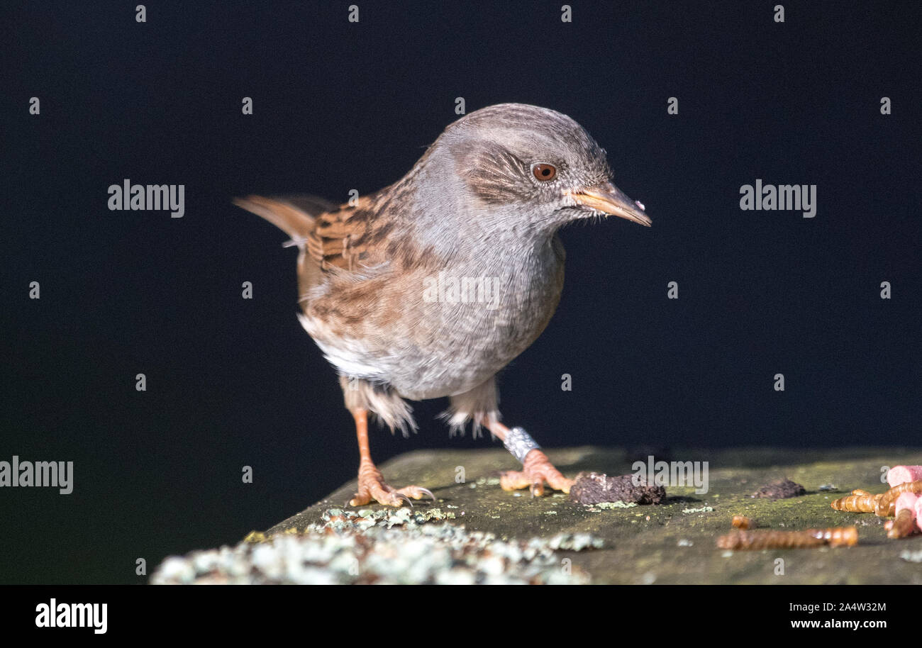 Dunnock (Prunella modularis Stock Photo - Alamy