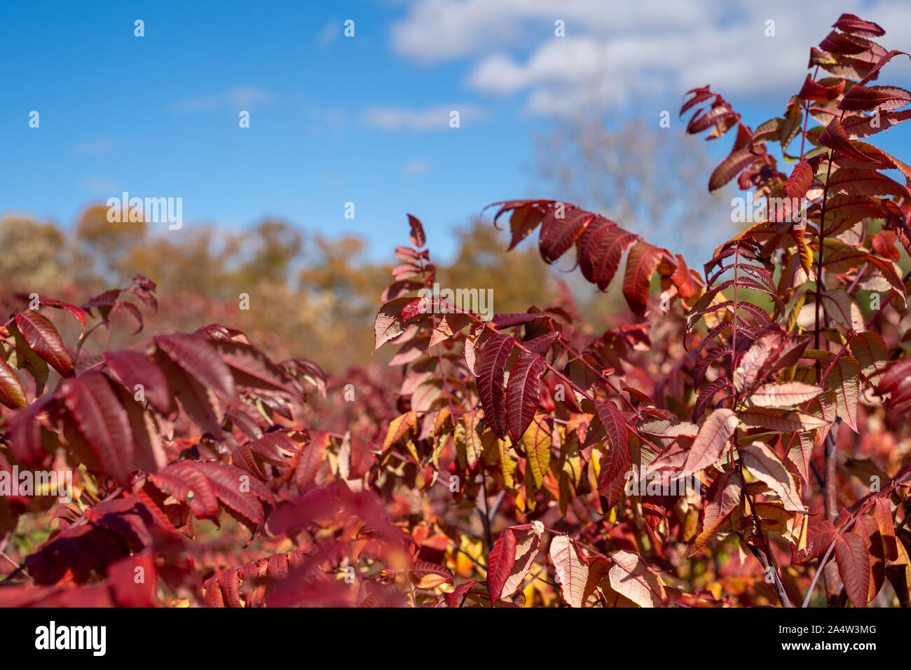 Smooth sumac hi-res stock photography and images - Alamy