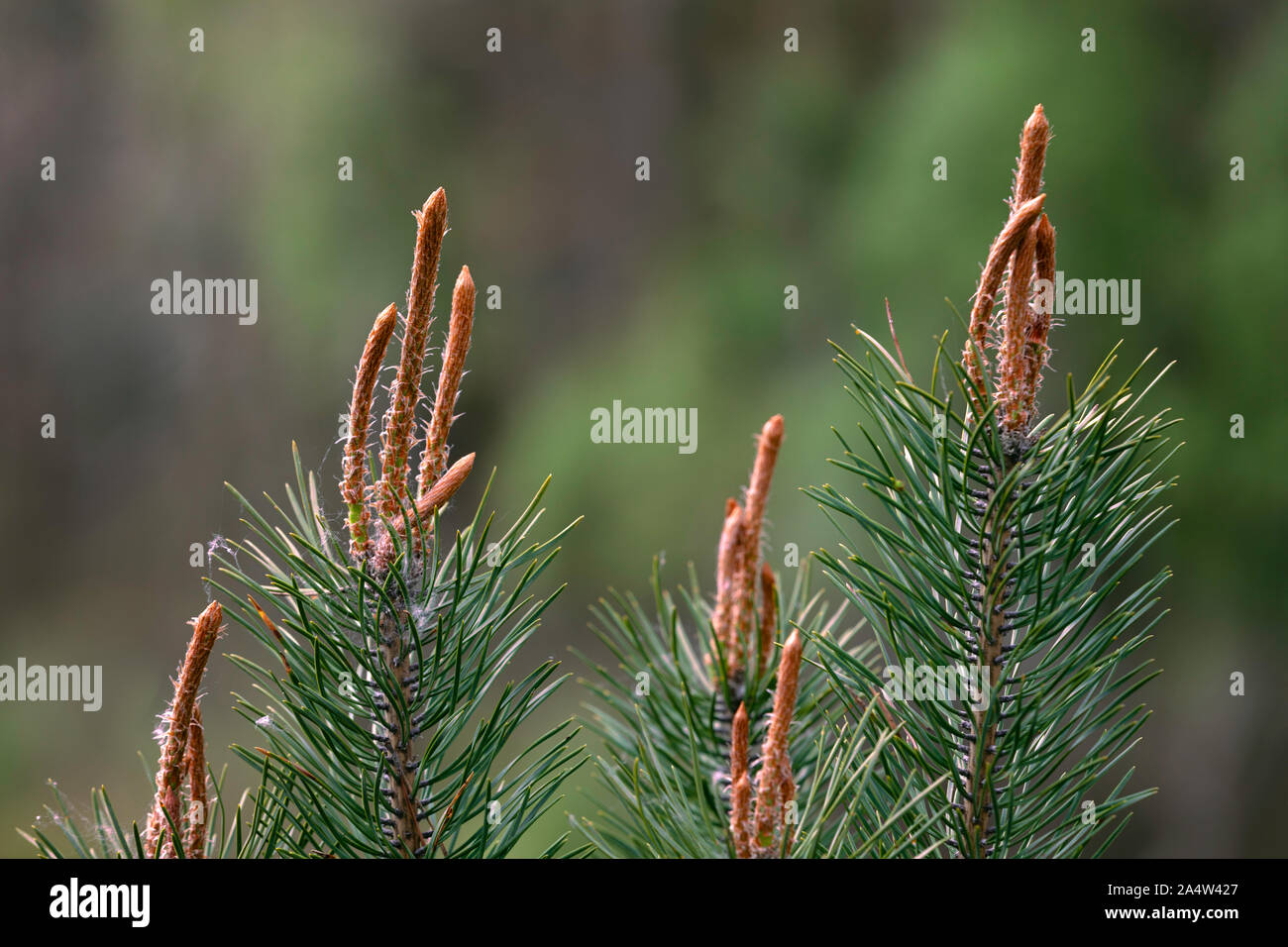 Growing pinus sylvestris close up view Stock Photo - Alamy