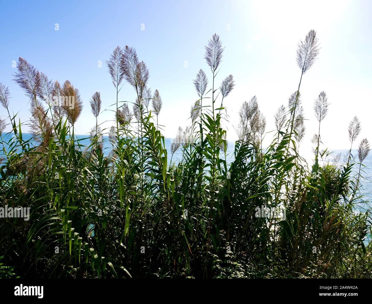 Light filtering through reeds, grasses, against the clear sky and ...