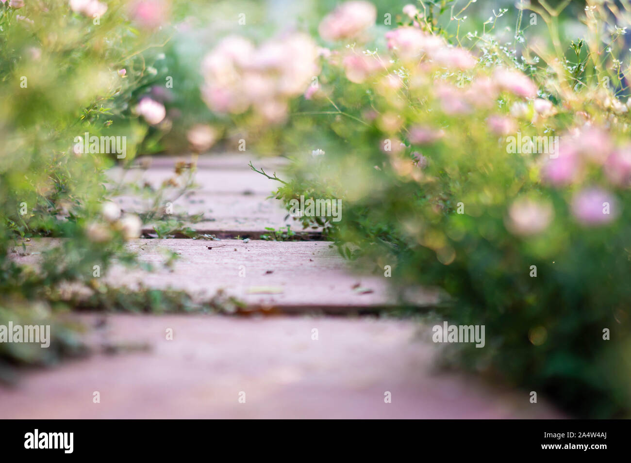 Pink roses garden with blur background Stock Photo - Alamy