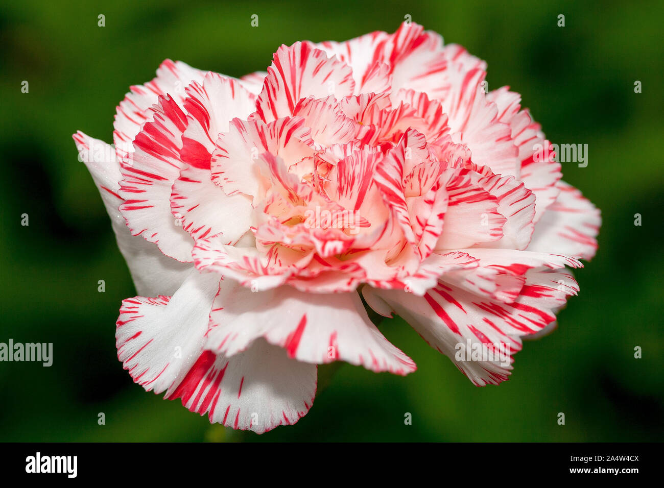 red and white dianthus Stock Photo - Alamy