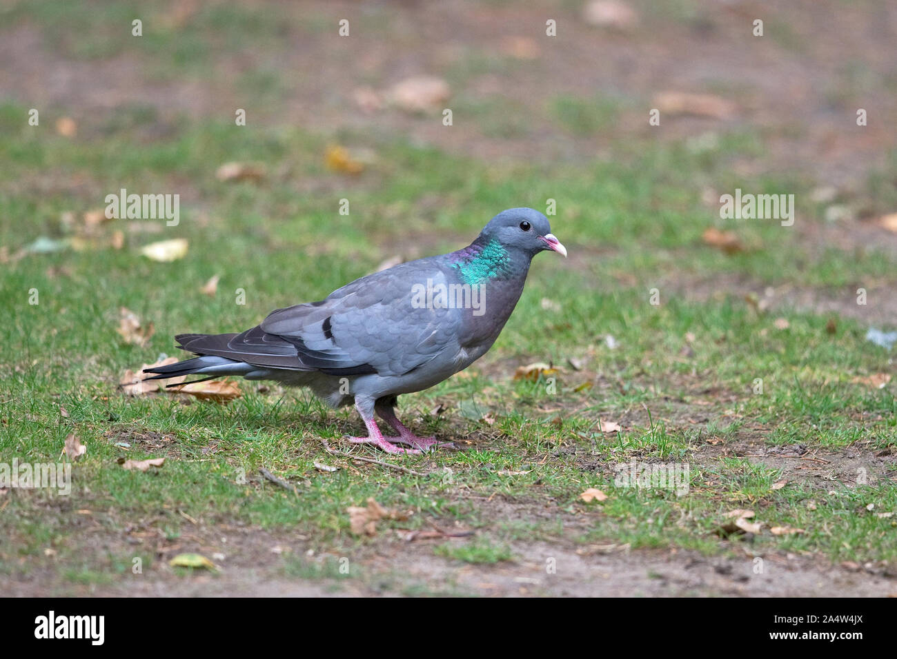 Stock Dove (Columba oenas Stock Photo - Alamy