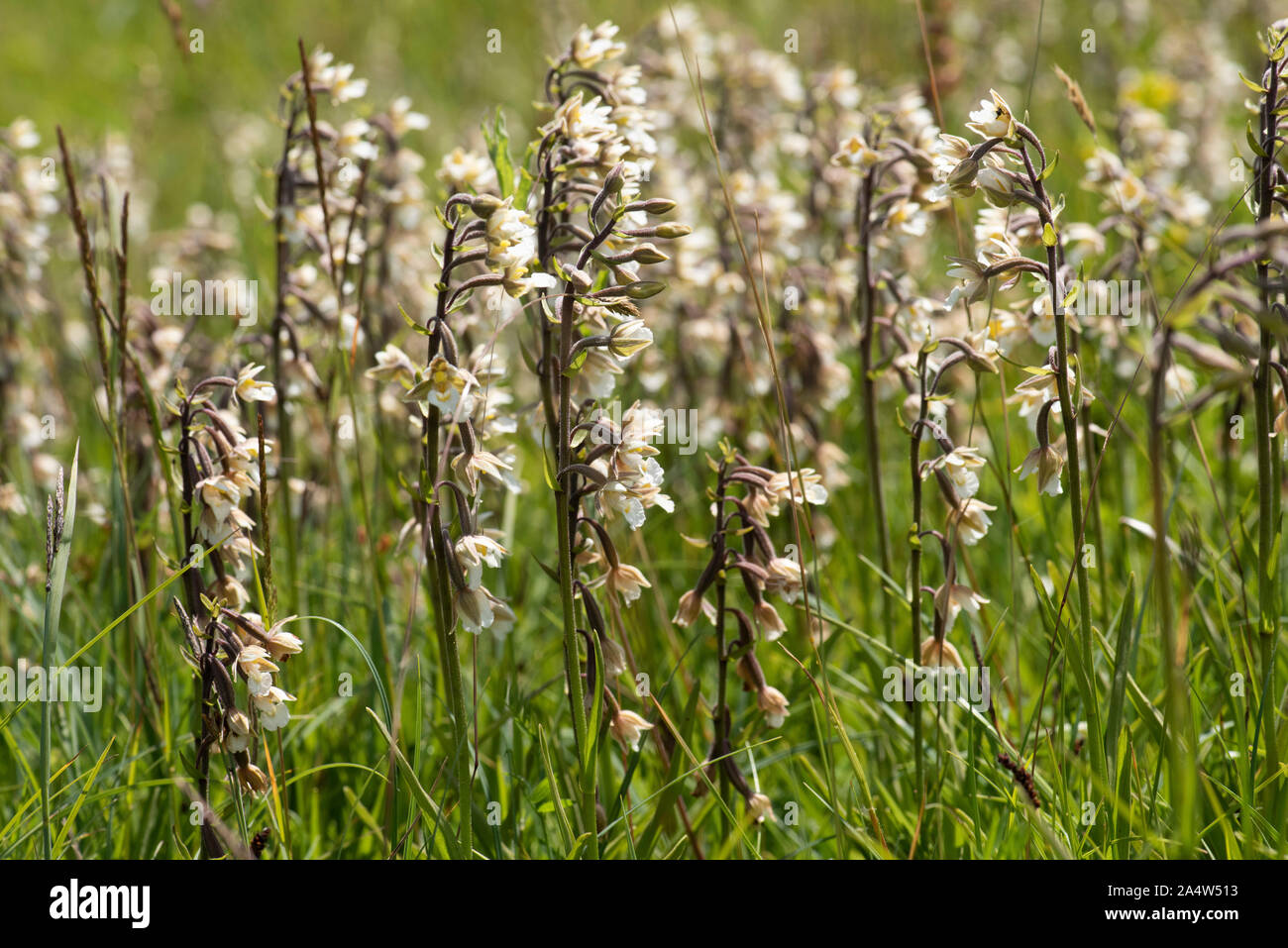 Marsh Helleborine, Epipactis palustris, Sandwich & Pegwell Bay National ...