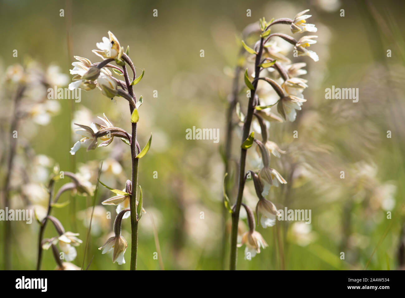 Marsh Helleborine, Epipactis palustris, Sandwich & Pegwell Bay National ...