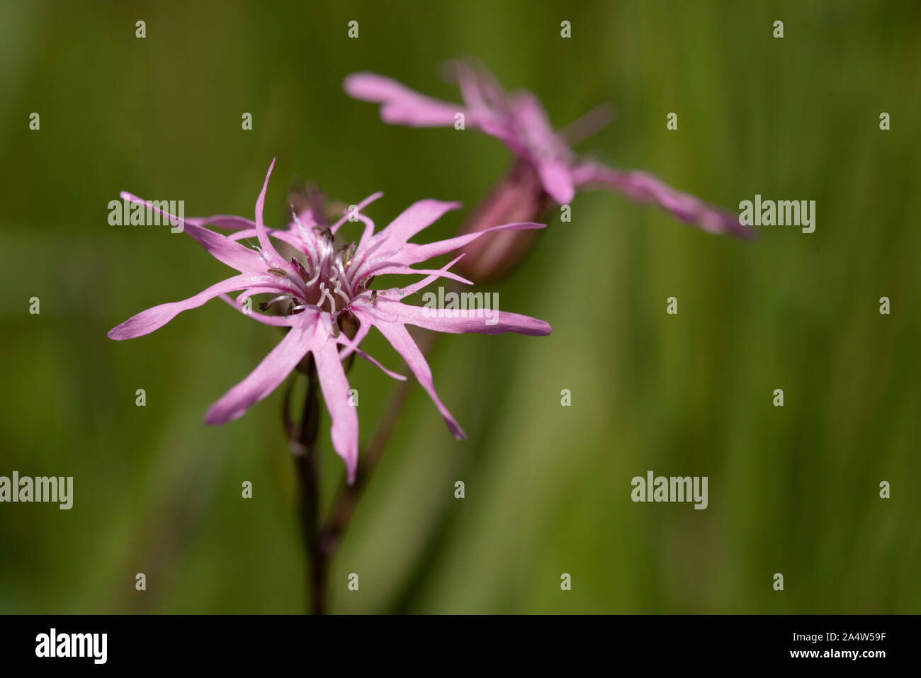 Ragged Robin Flower, Lychnis flos-cuculi, Sandwich & Pegwell Bay ...