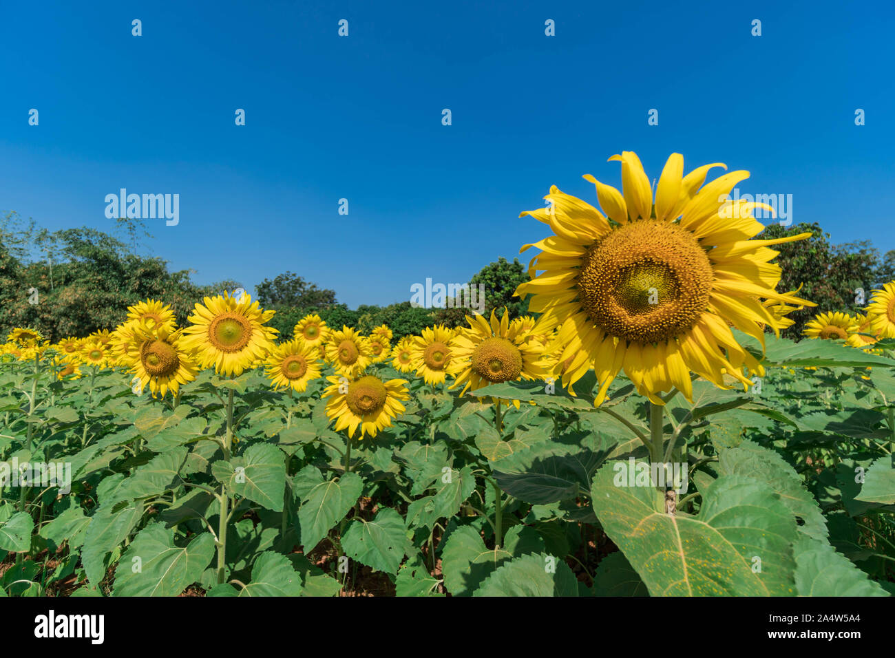 Sunflower farm scene hi-res stock photography and images - Alamy