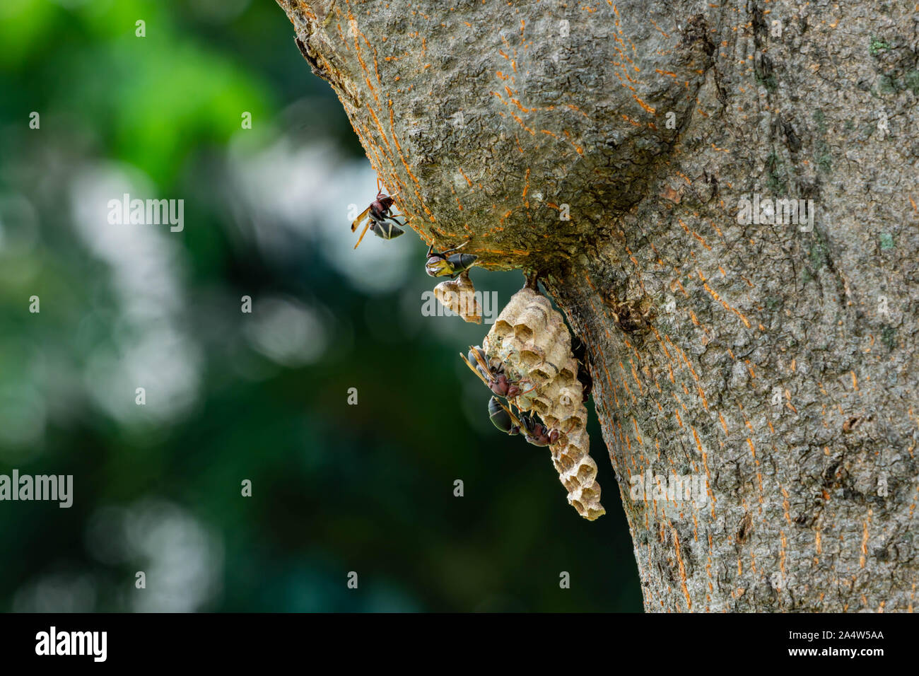 Angry wasp hi-res stock photography and images - Alamy