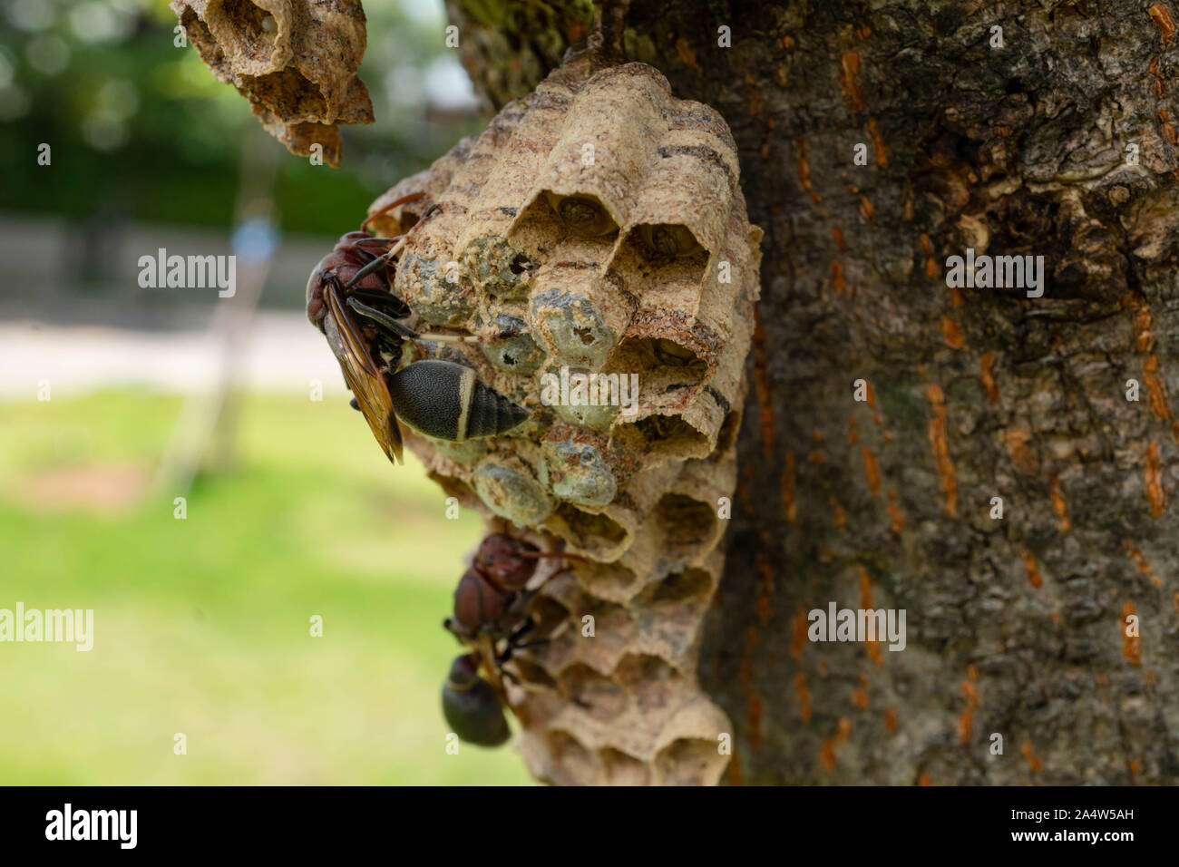 Wasp nest on the tree Stock Photo - Alamy
