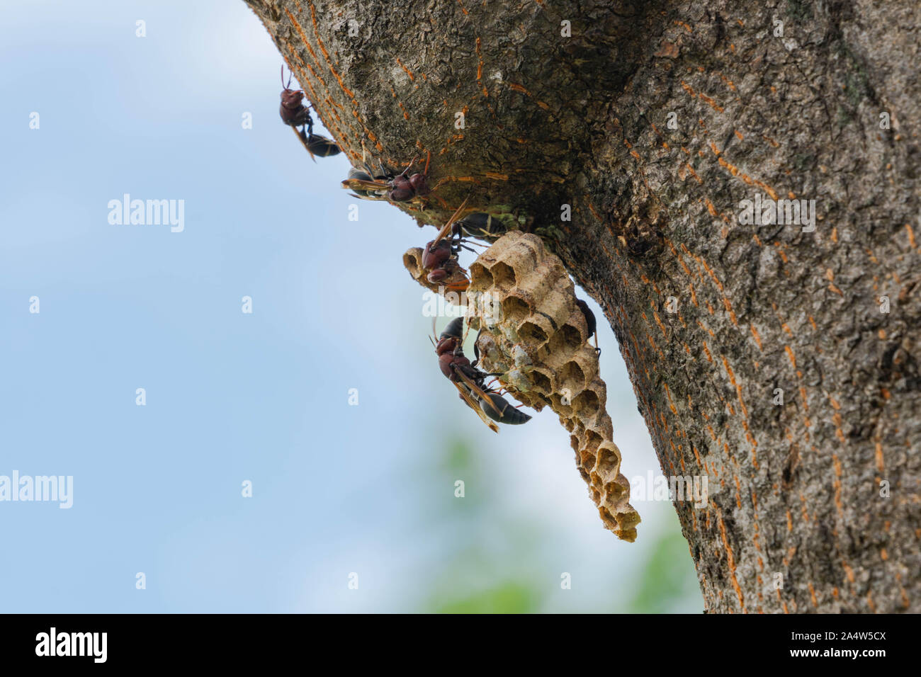 Construct leaf nest hi-res stock photography and images - Alamy