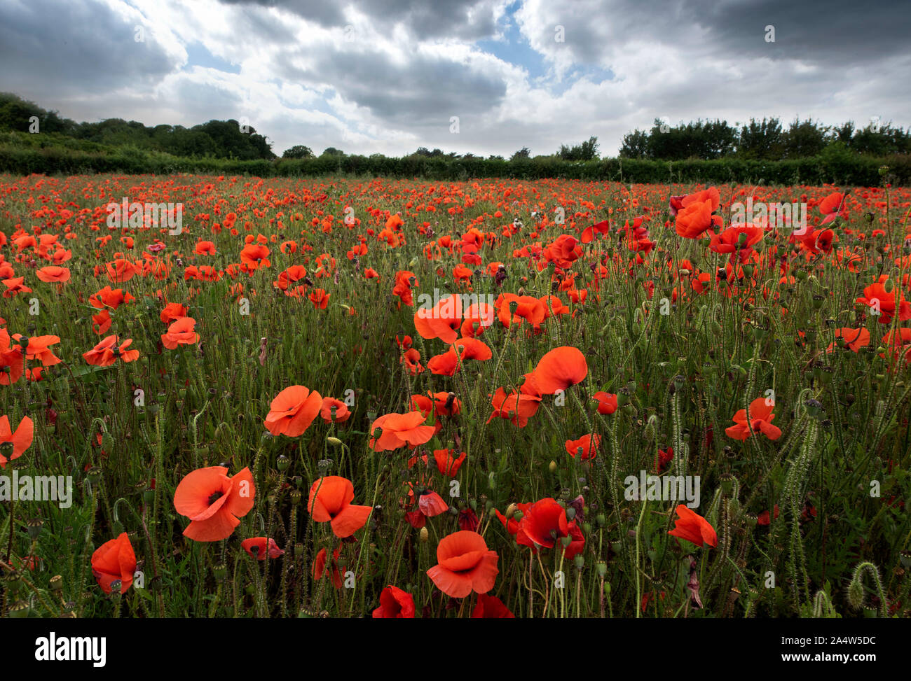 Common Poppies in field, Papaver rhoeas, Kent UK, arable farmland Stock ...