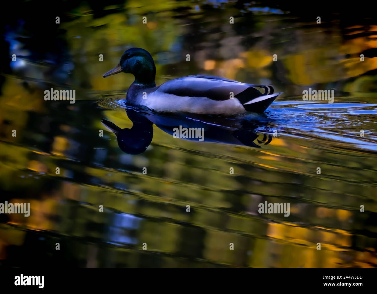 Mallard duck in the fall colors Stock Photo - Alamy