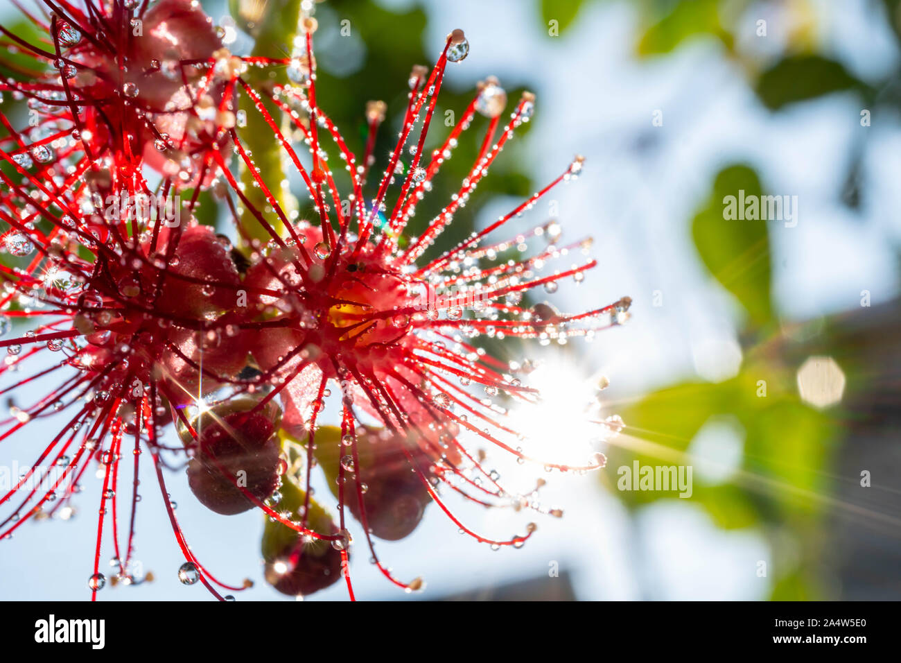 Beautiful shiny sparkling red hi-res stock photography and images - Alamy