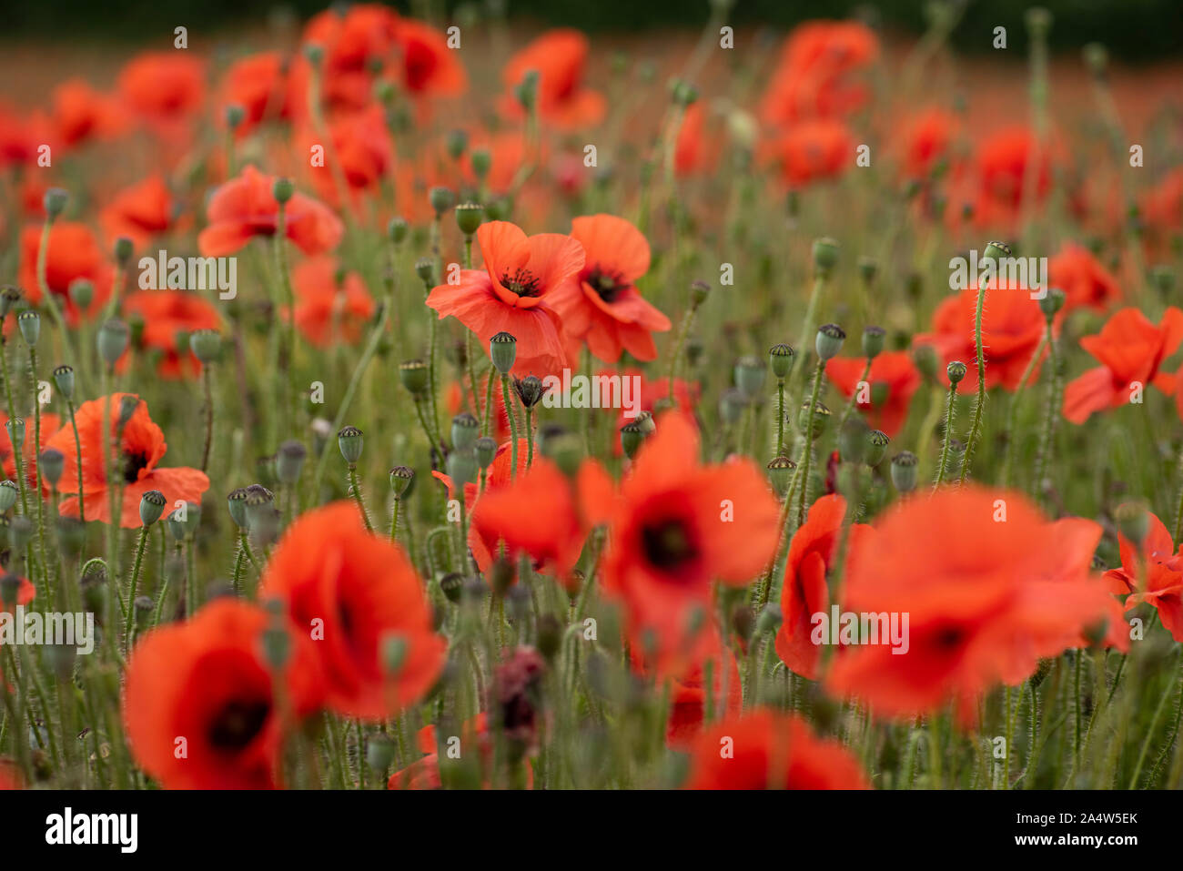 Common Poppies in field, Papaver rhoeas, Kent UK, arable farmland Stock ...