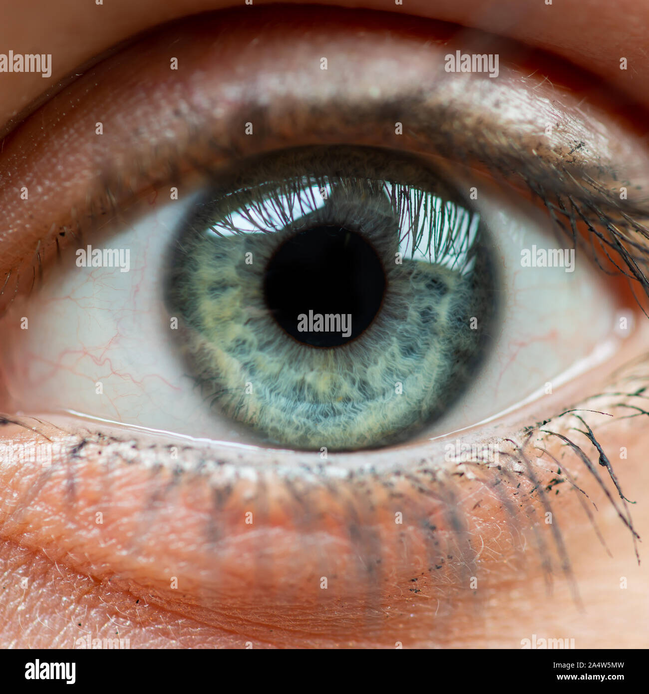 Blue eyes close up hi-res stock photography and images - Alamy