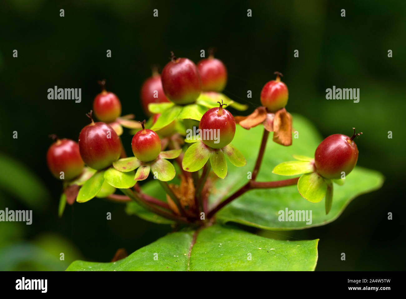 Tutsan, Hypericum androsaemum, Shrubby St. John’s Wort , or sweet-amber ...