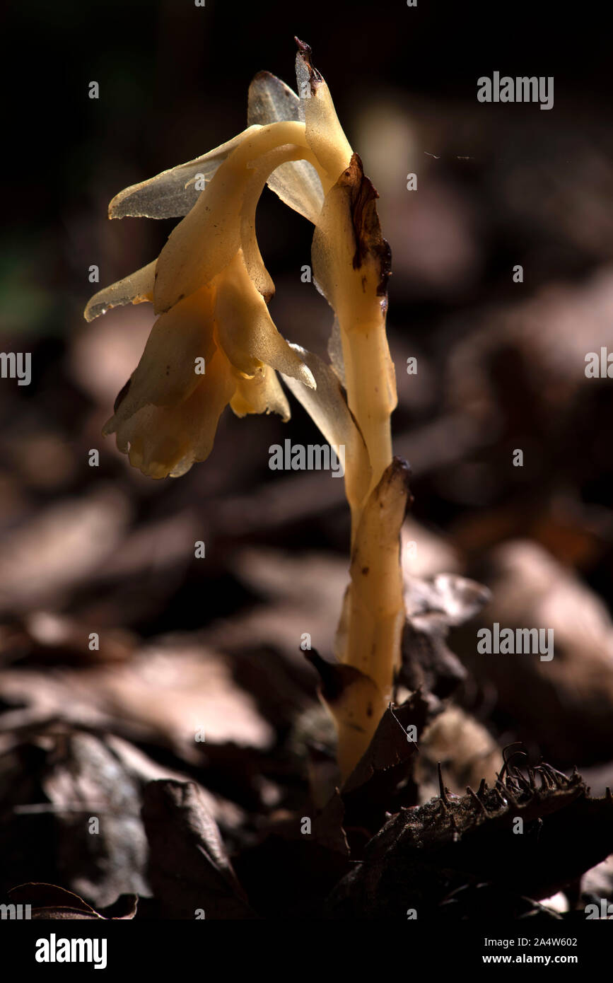 Myco Heterotroph High Resolution Stock Photography and Images - Alamy
