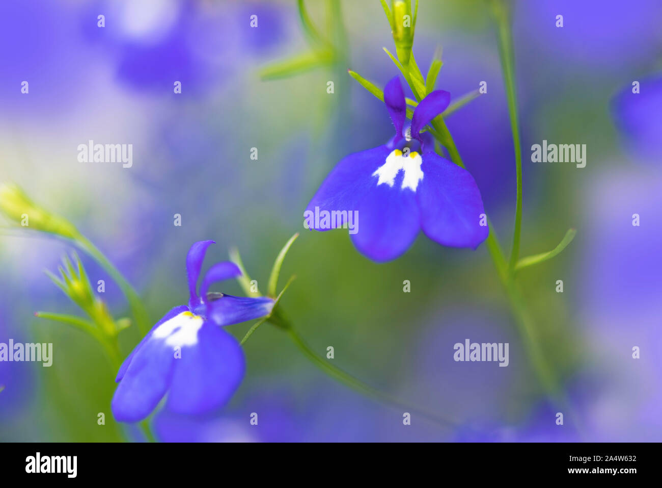 Trailing lobelia hi-res stock photography and images - Alamy