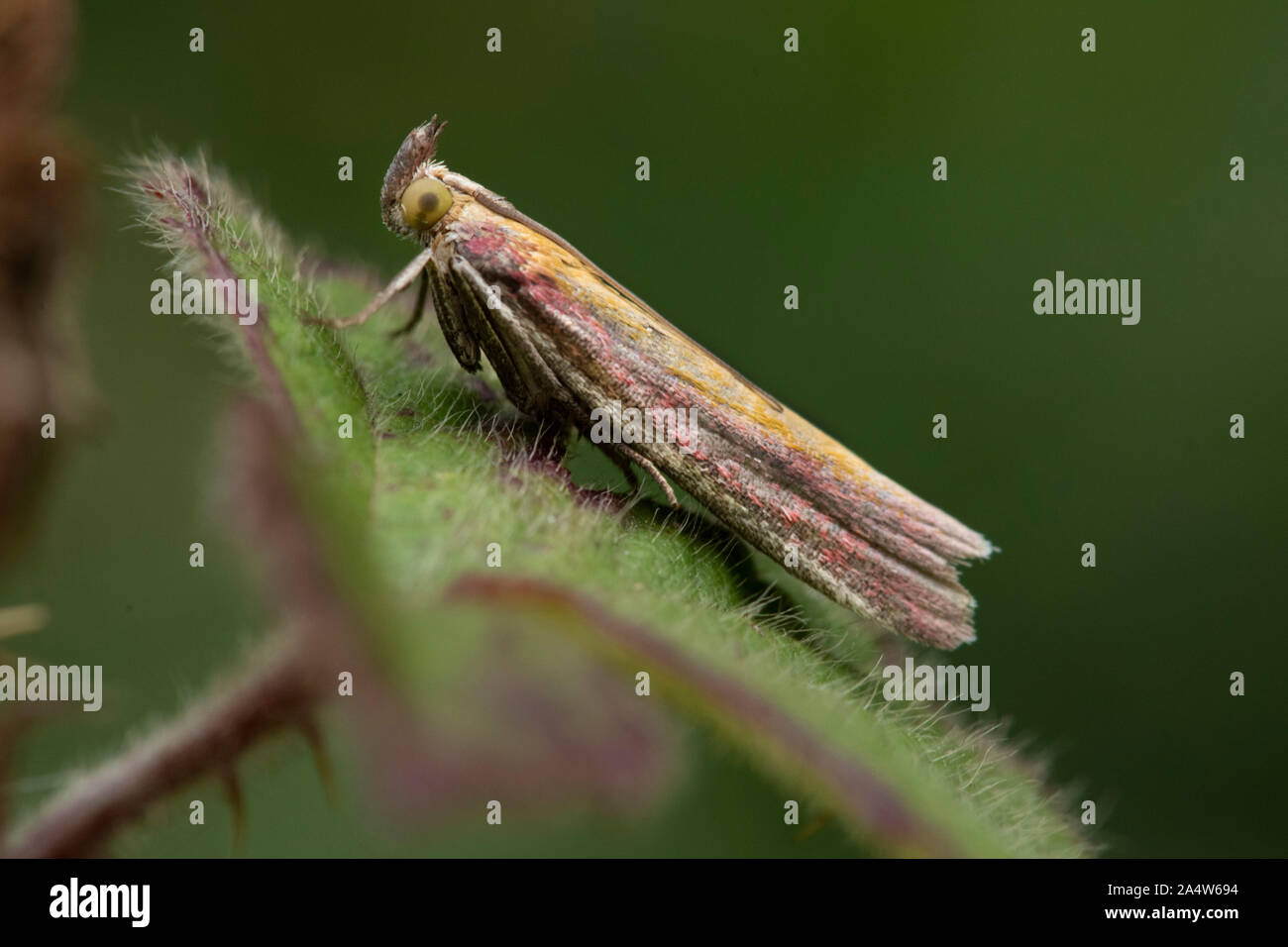 Micro Moth, Oncocera semirubella, Queensdown Warren, Kent Wildlife ...