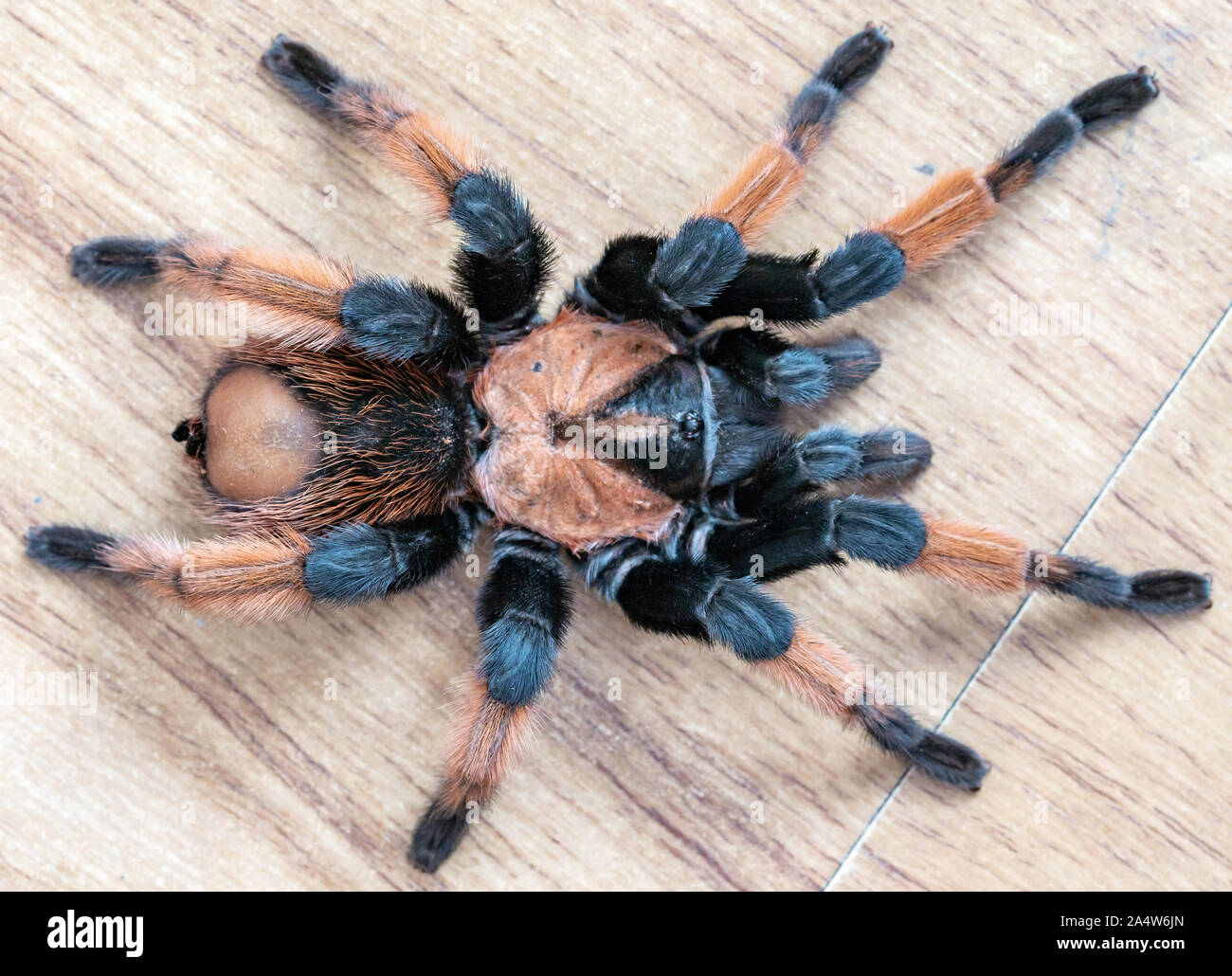 hairy tarantula spider on a light background close-up Stock Photo - Alamy