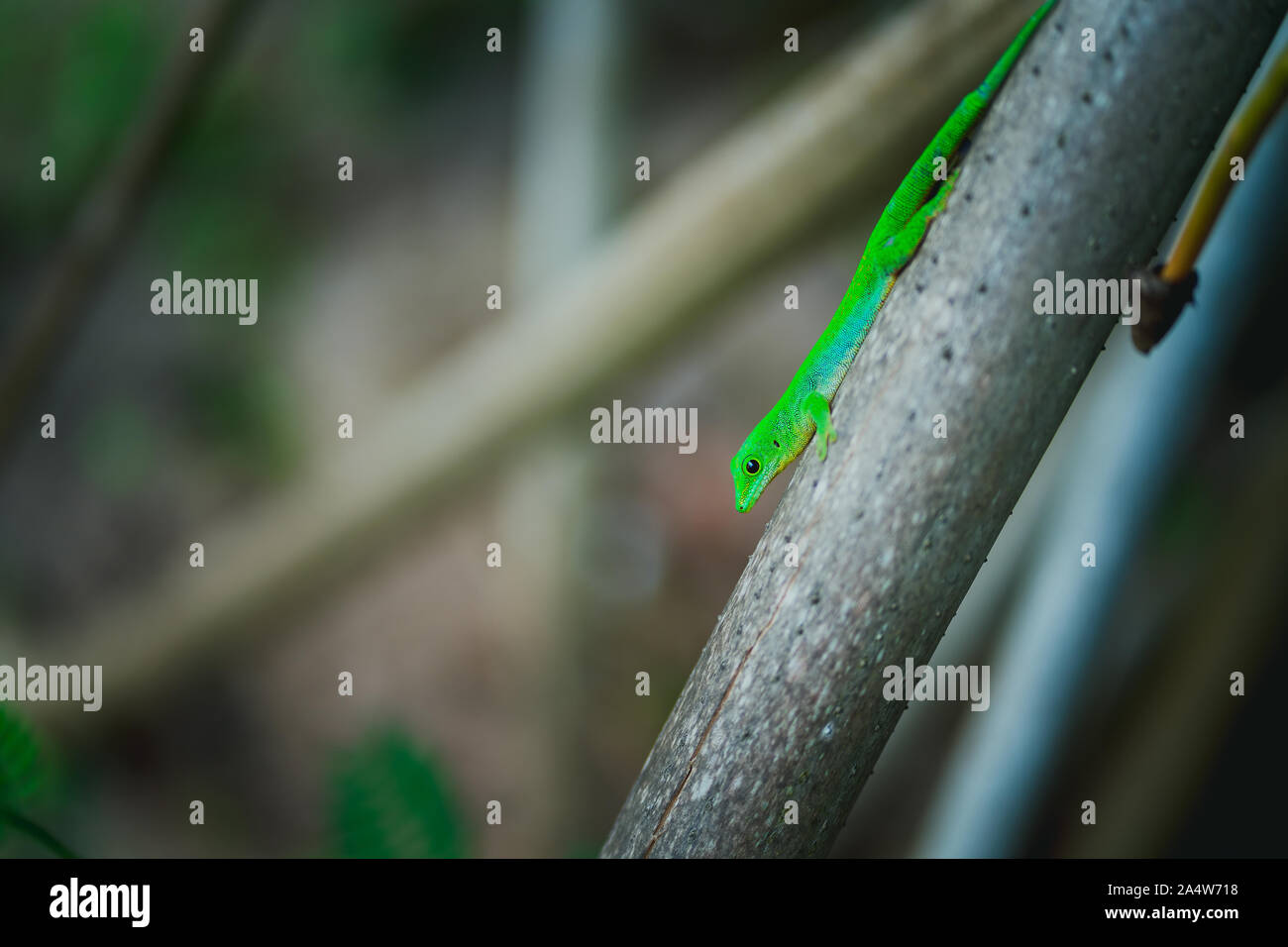 Tropical green neon Lizard Geco on palm trunk on La Digue island ...