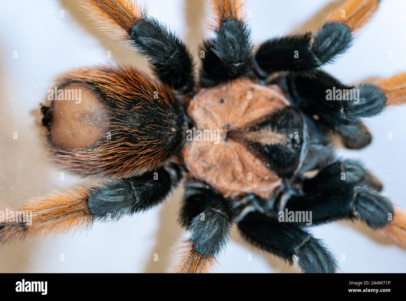 hairy tarantula spider on a light background close-up Stock Photo - Alamy
