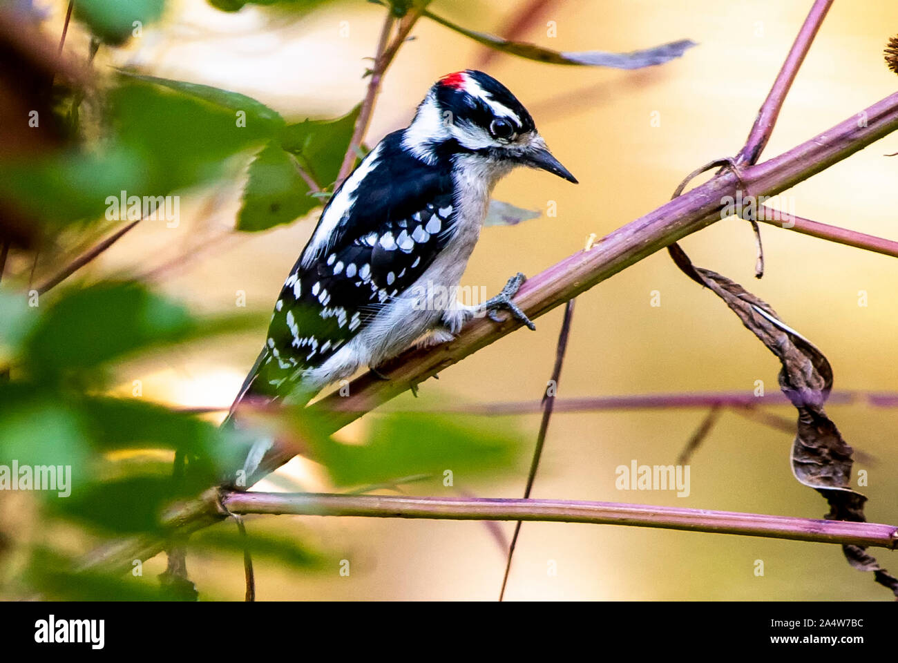 Smal tree hi-res stock photography and images - Alamy