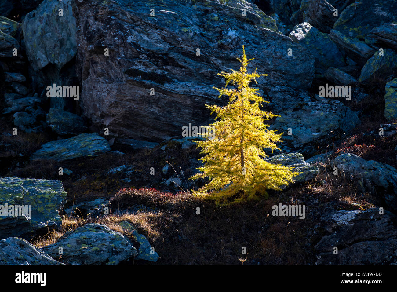 Larch fall autumn hi-res stock photography and images - Alamy