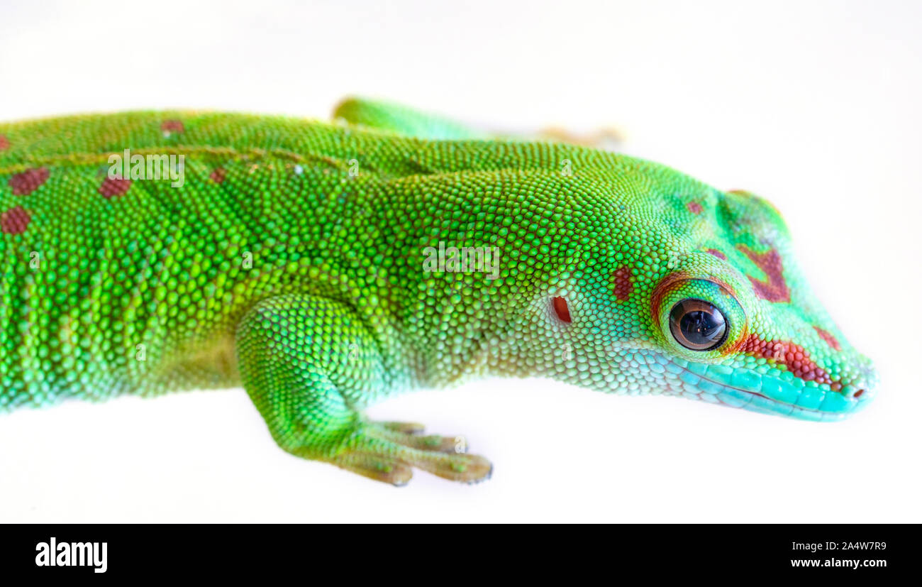 Madagascar gecko head close-up on a white background Stock Photo - Alamy