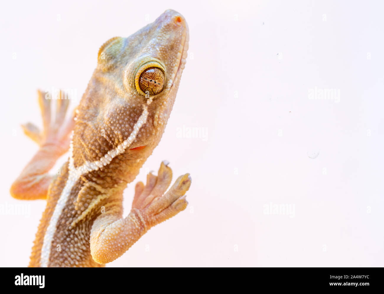 Domestic gecko hi-res stock photography and images - Alamy