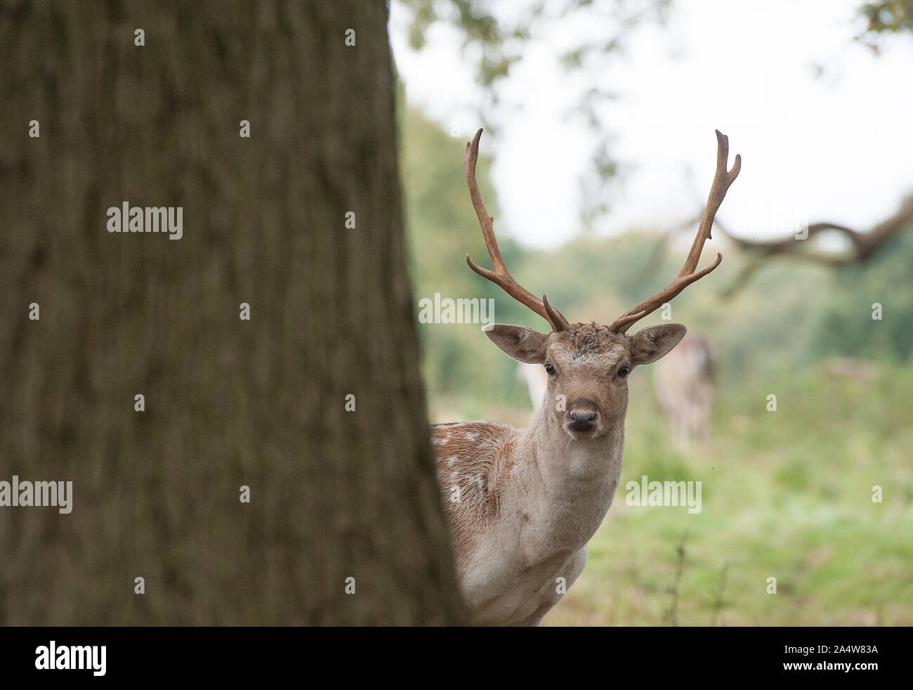 Deer peaking around tree hi-res stock photography and images - Alamy