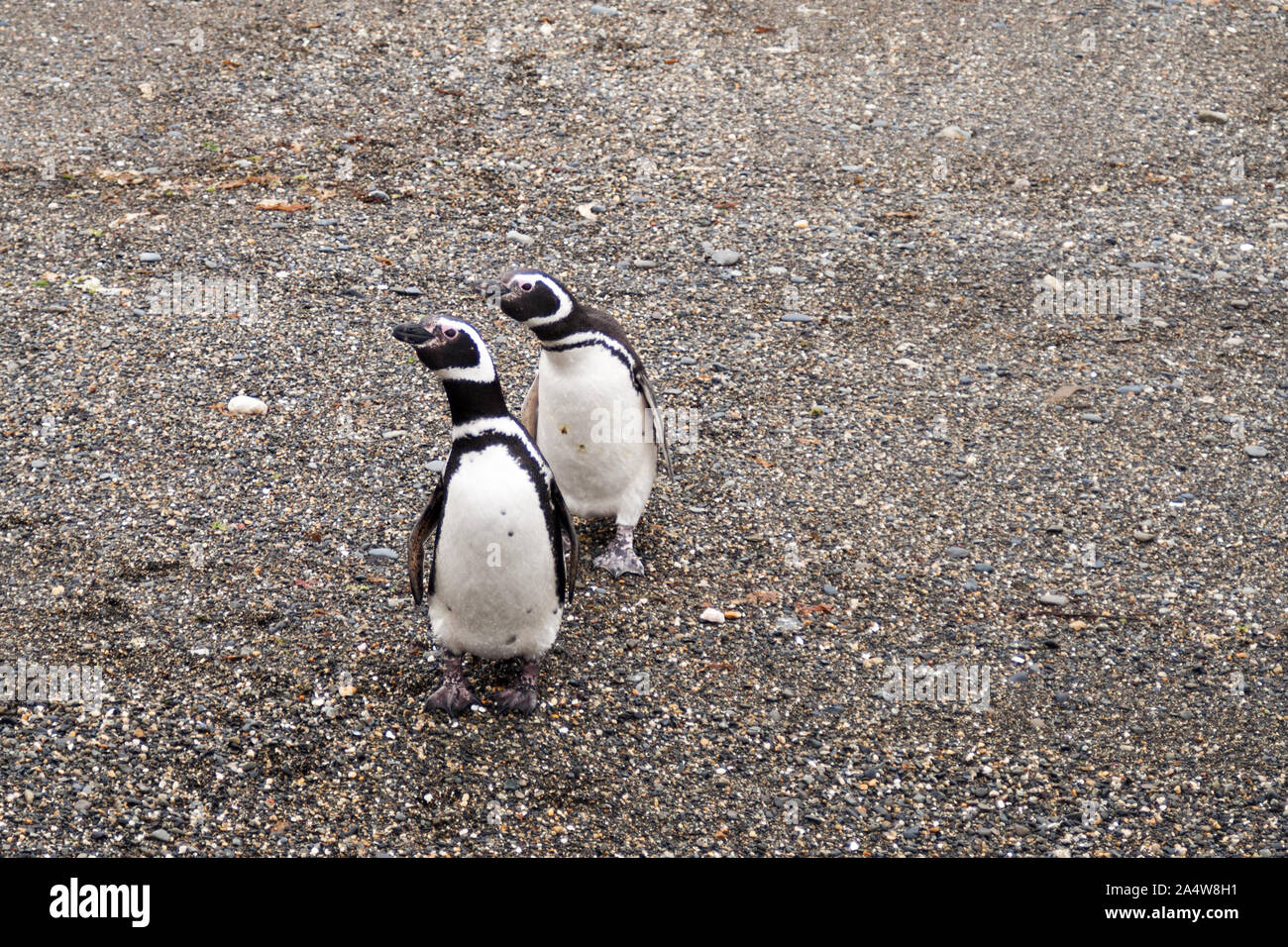 Penguin Friends