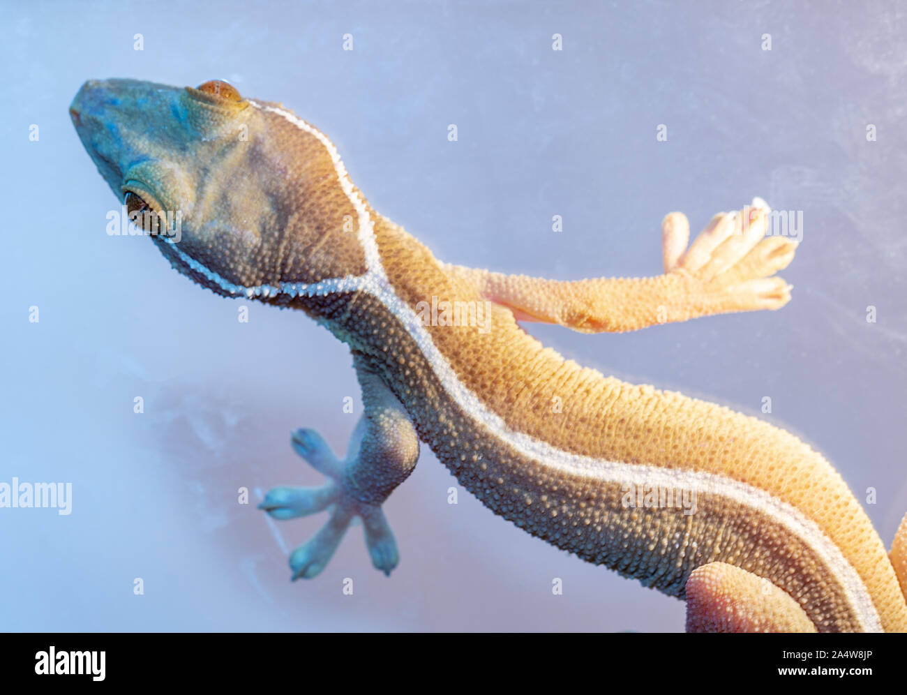 Close up leopard gecko skin hi-res stock photography and images - Alamy