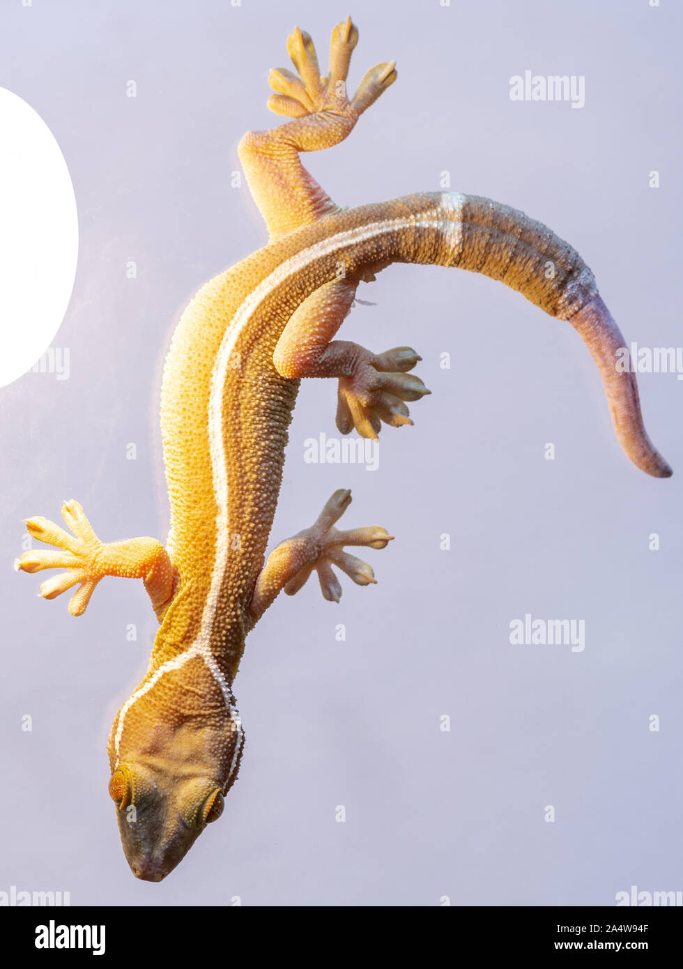 Tail of a gecko hi-res stock photography and images - Alamy