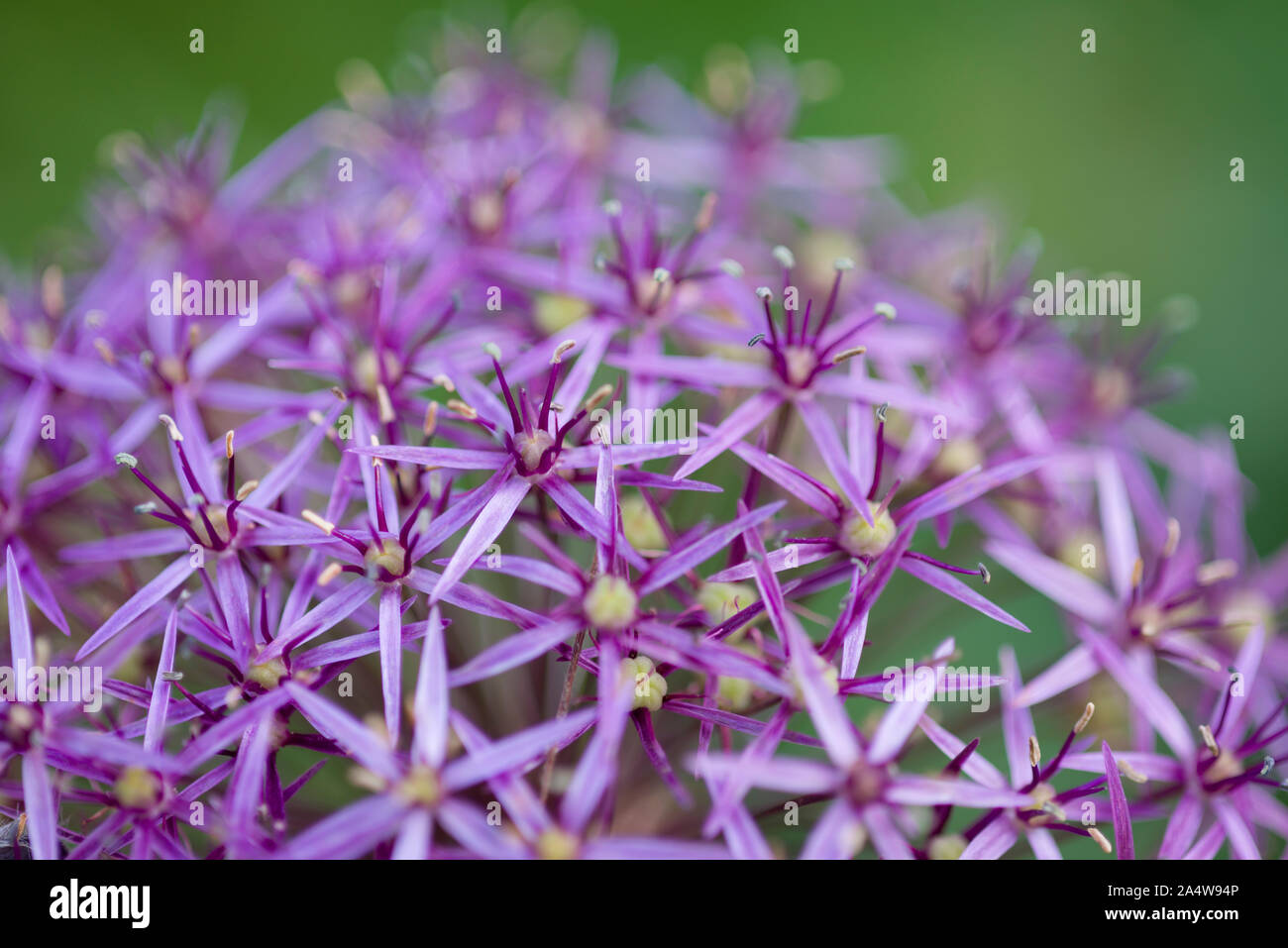 Persian star hi-res stock photography and images - Alamy