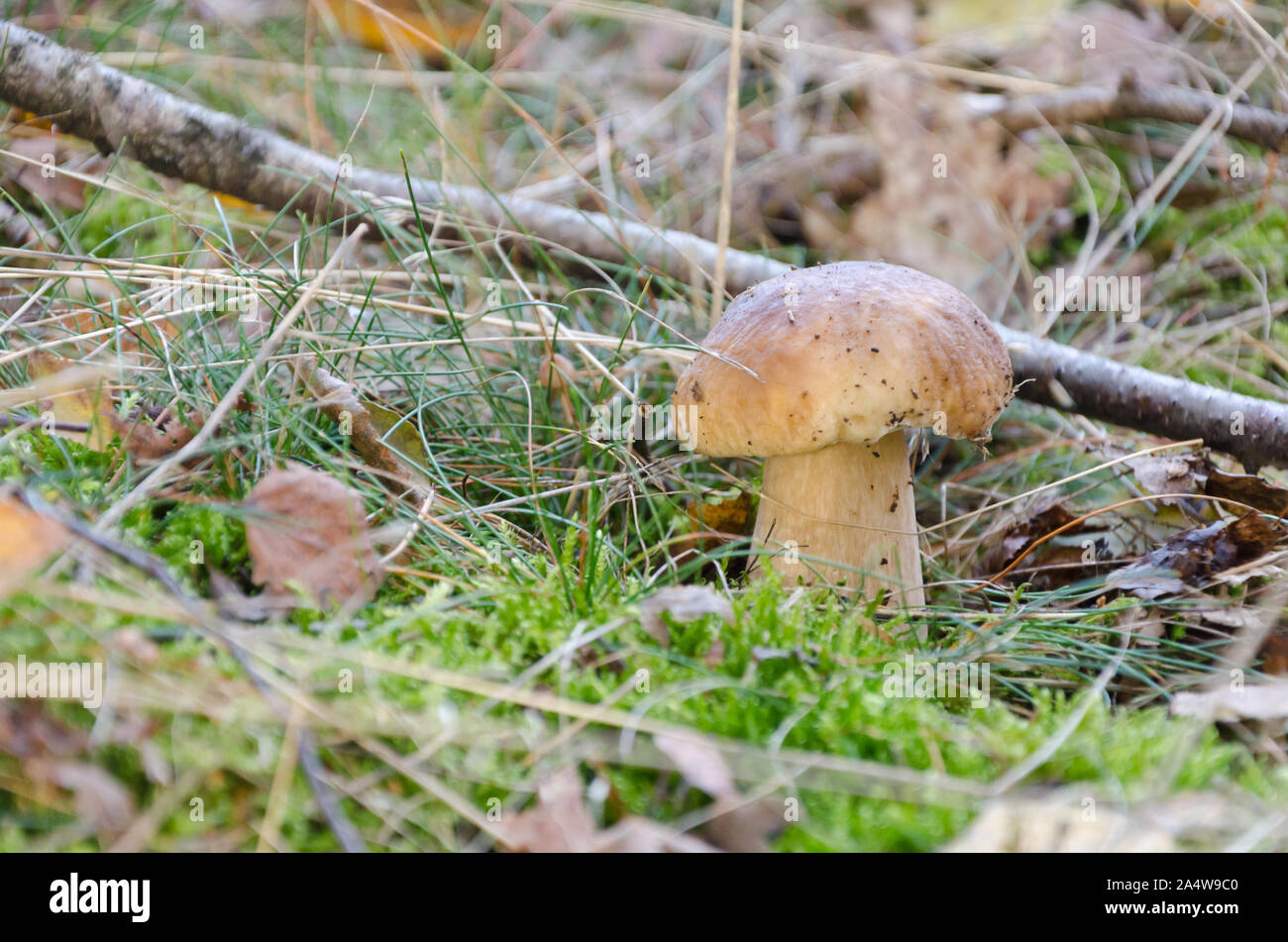 Porcino in forest Stock Photo - Alamy