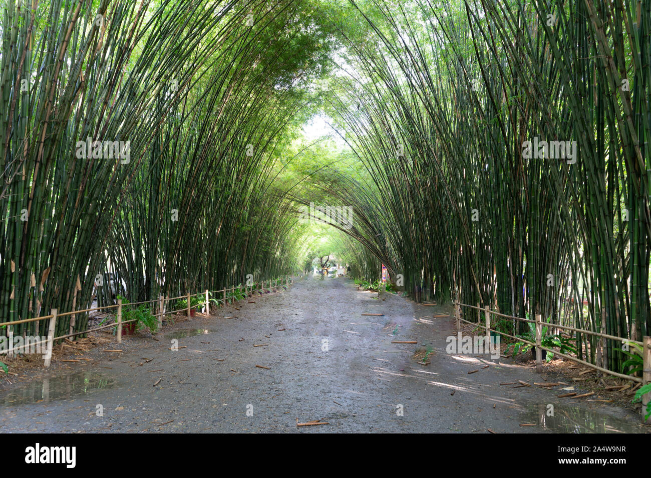 Bamboo path and china not japan hi-res stock photography and images - Alamy