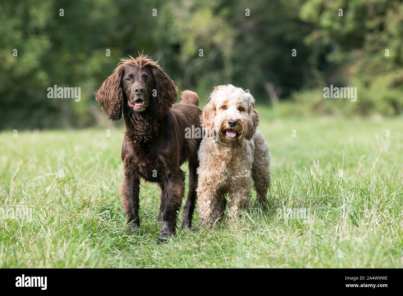 Dogs in field, landscape orientation Stock Photo - Alamy