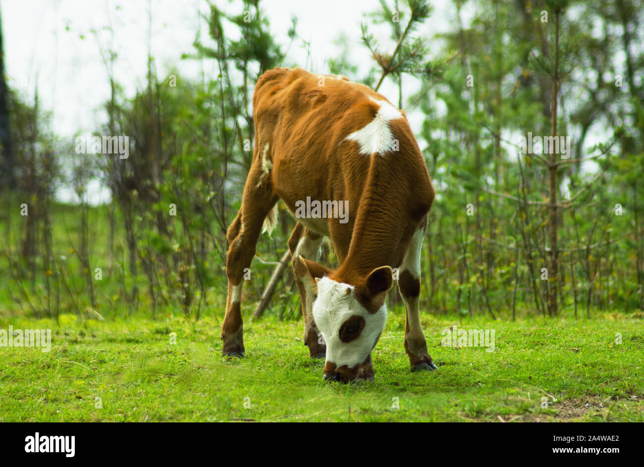Closeup black cow eating grass hi-res stock photography and images - Alamy