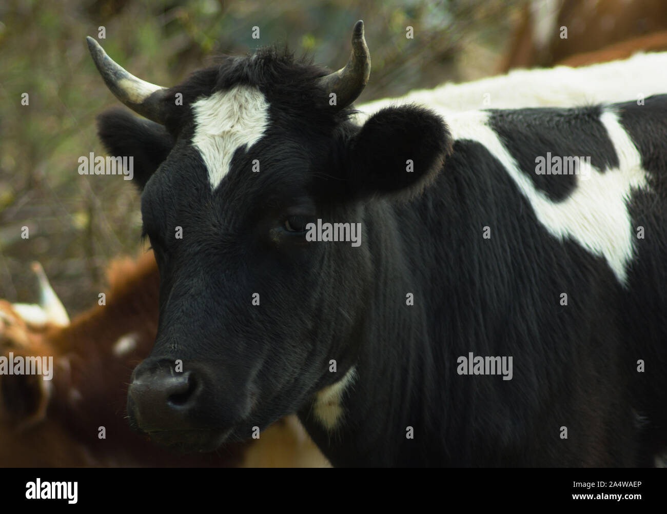 Black and white spotted cow on a summer pasture Stock Photo - Alamy