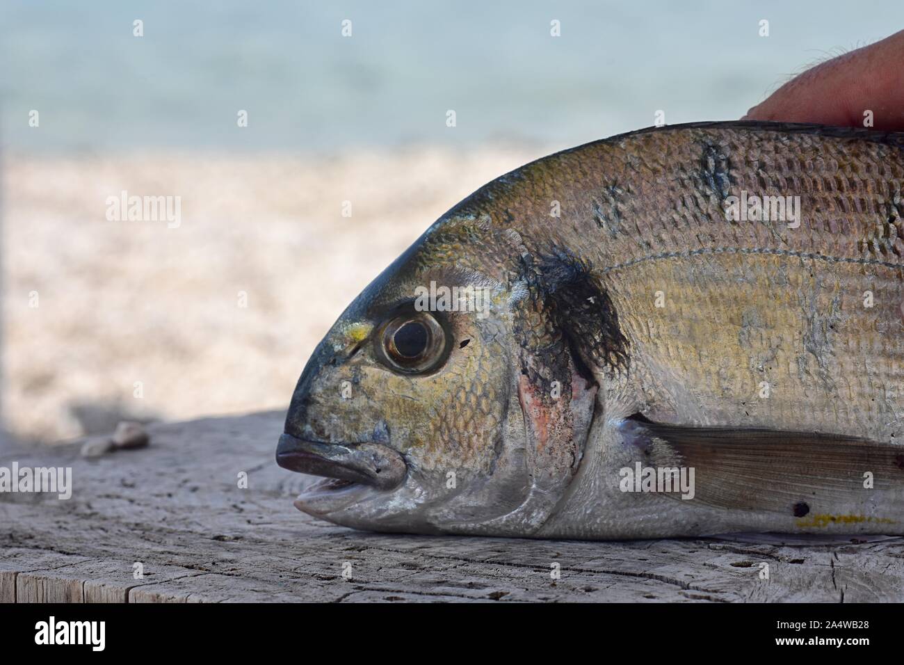 Roasted or roasted sea bream tropical fish hi-res stock photography and ...