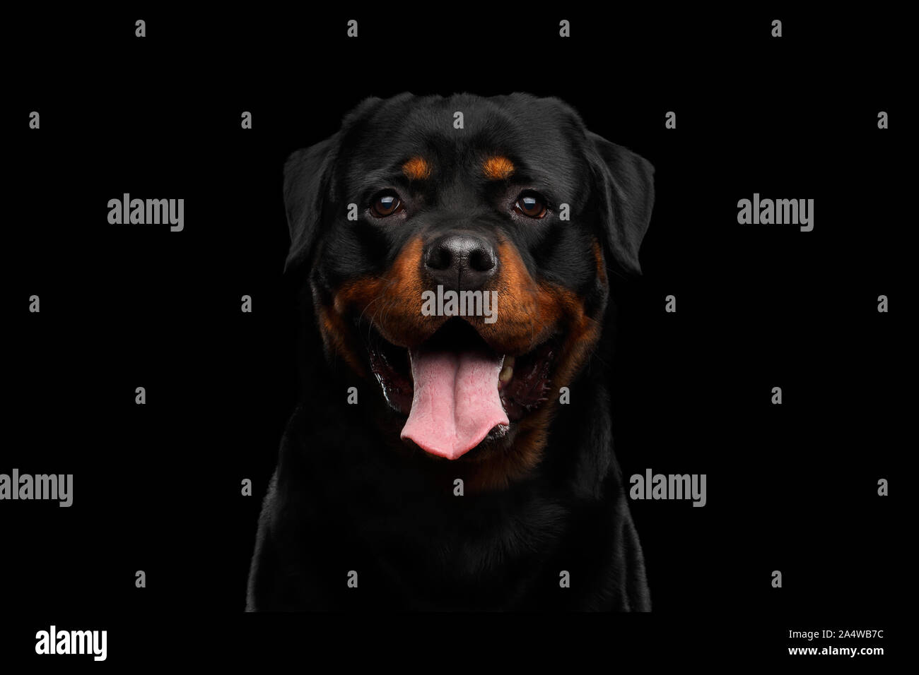 All Black Rottweiler