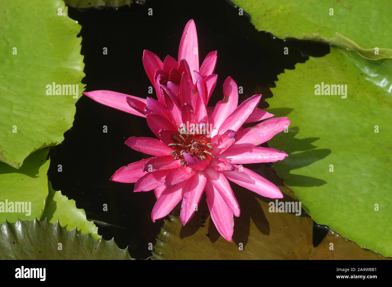 Fiji water lily hi-res stock photography and images - Alamy