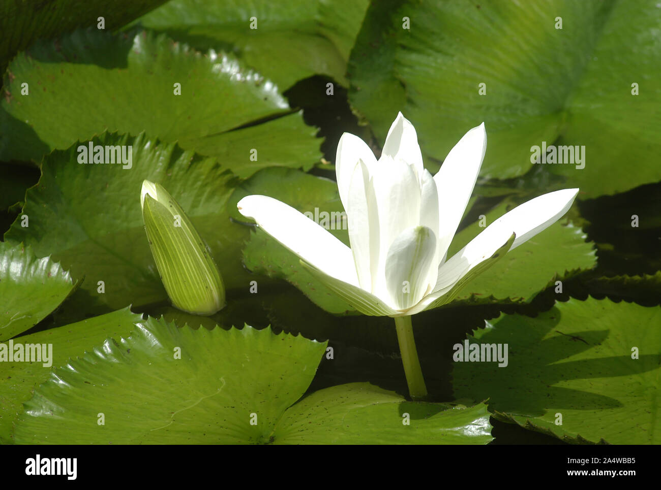 Fiji water lily hi-res stock photography and images - Alamy