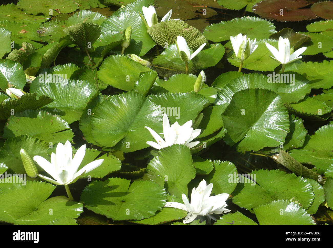 Fiji water lily hi-res stock photography and images - Alamy