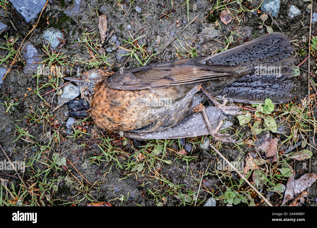 Bird Lying On Ground Dead Stock Photos & Bird Lying On Ground Dead ...
