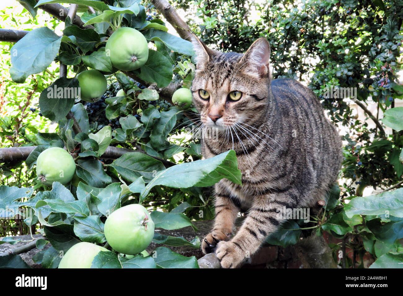 Cat in apple tree hi-res stock photography and images - Alamy